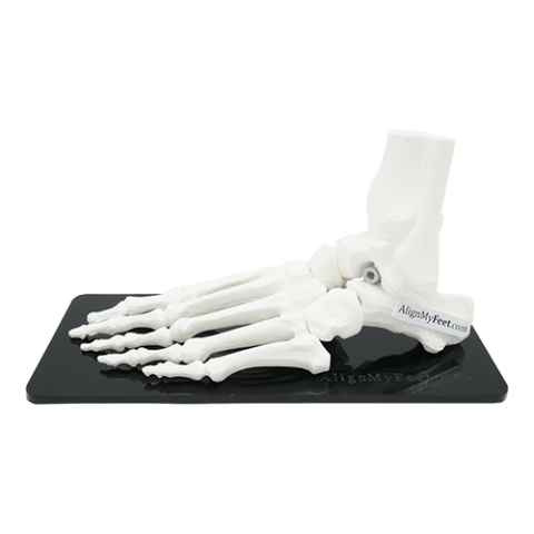 Foot Models - GraMedica