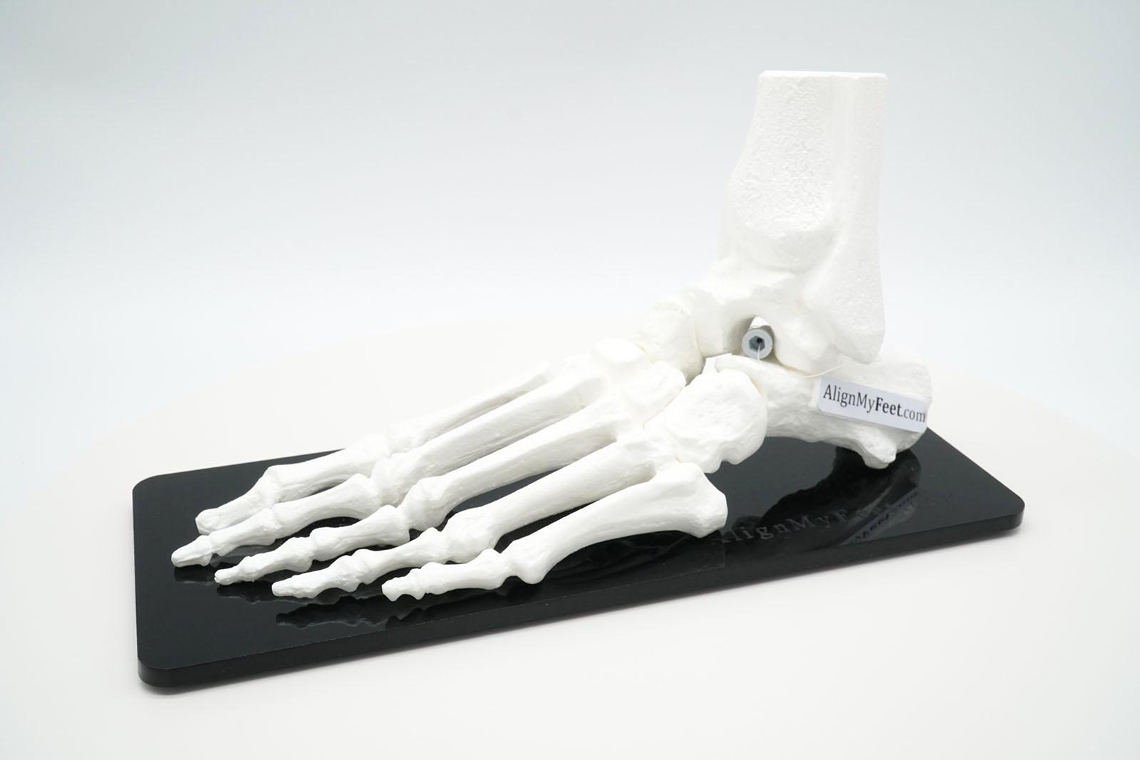 Foot Models - GraMedica
