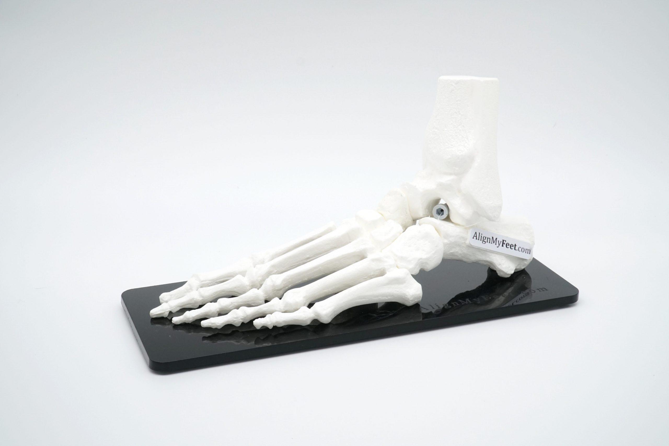 Foot Models - GraMedica