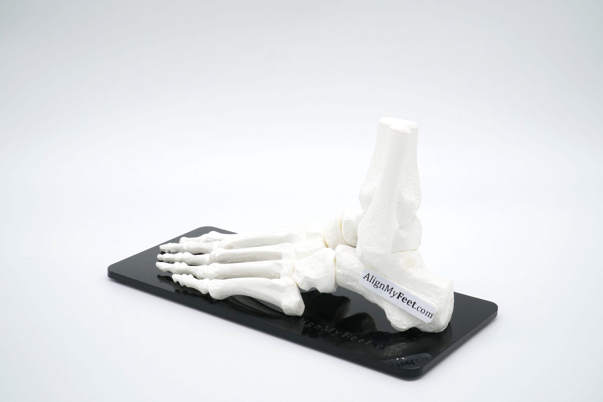 Foot Models - GraMedica